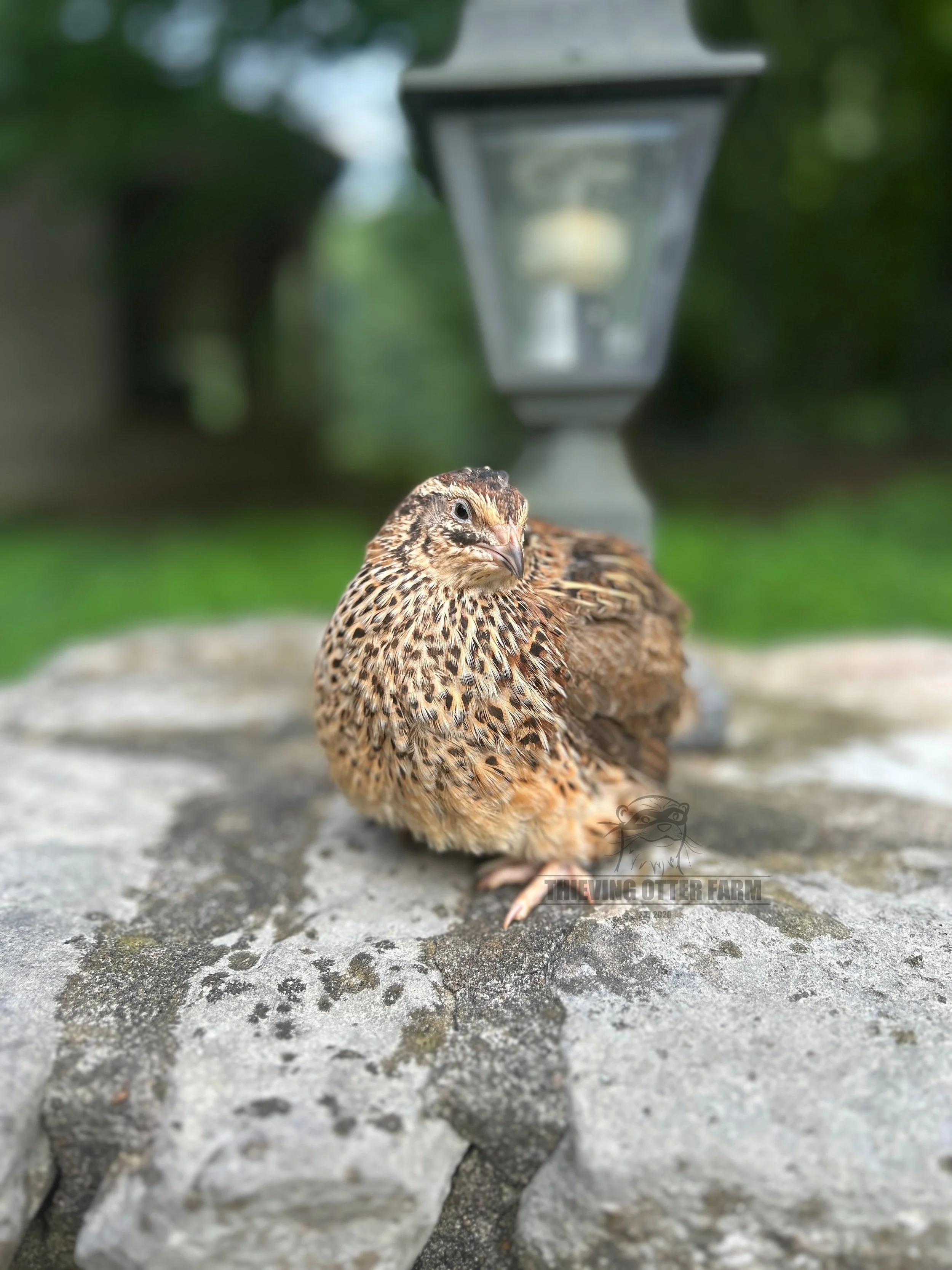 Jumbo Brown Coturnix Quail Hatching Eggs for Sale — Thieving Otter Farm