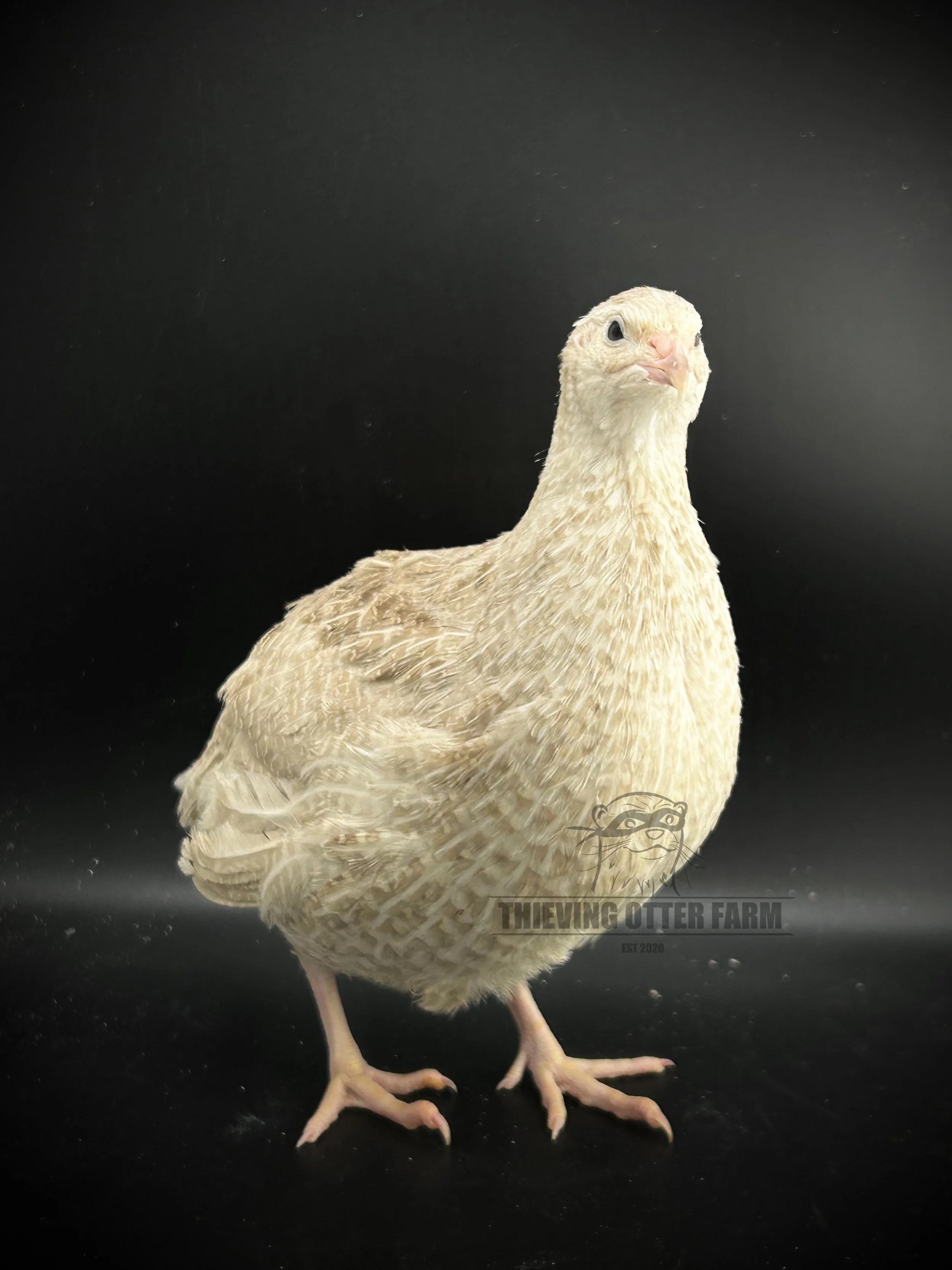 Jumbo Brown Coturnix Quail Hatching Eggs for Sale — Thieving Otter Farm