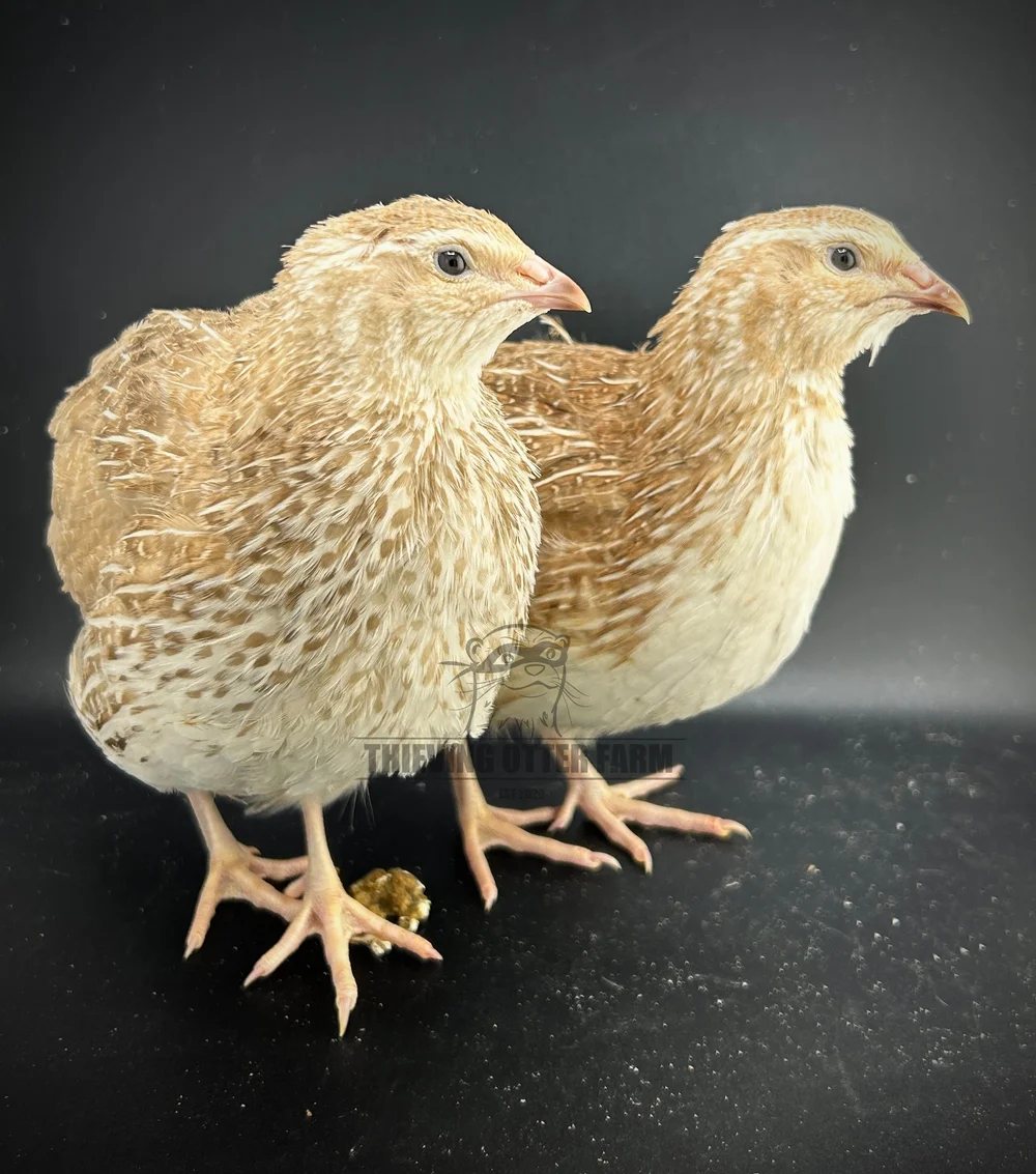 Jumbo Fawn - Italian and Manchurian — Thieving Otter Farm