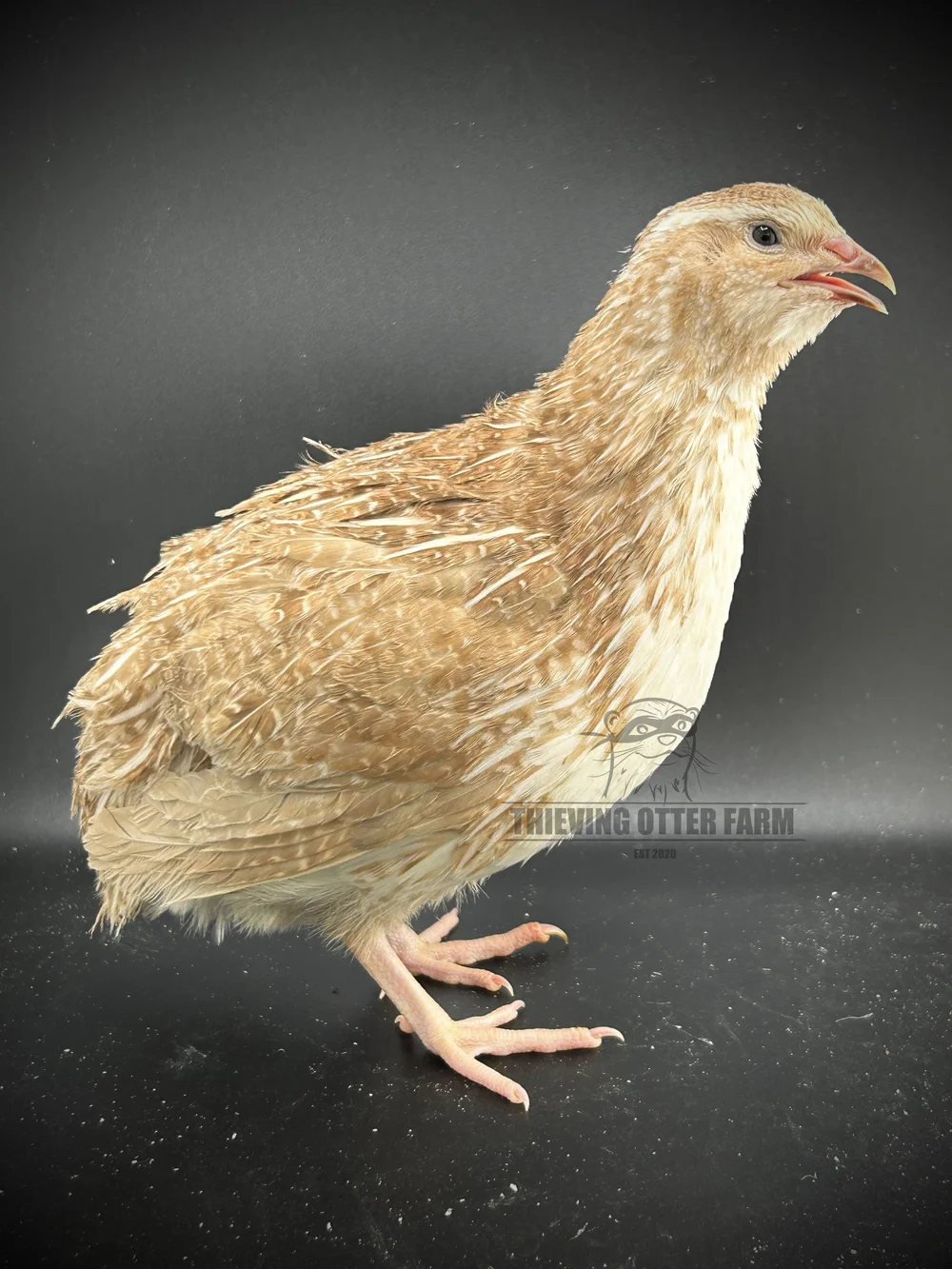 Jumbo Brown Coturnix Quail Hatching Eggs for Sale — Thieving Otter Farm