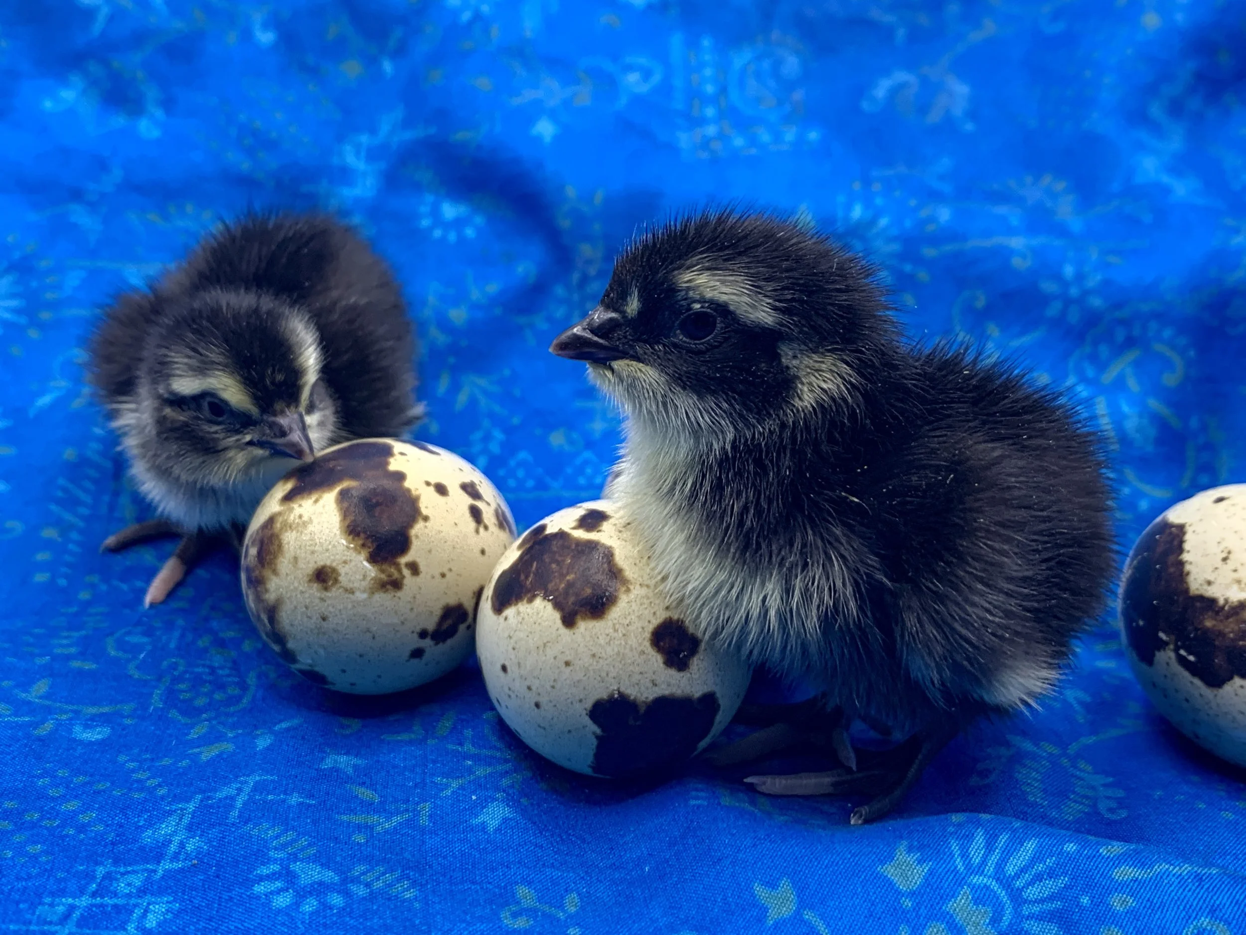 SUPER RARE - SPLASH COTURNIX QUAIL — Thieving Otter Farm