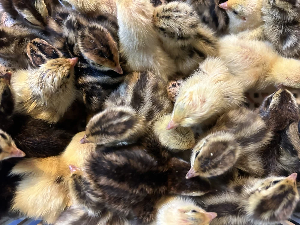 Jumbo Pansy Coturnix Quail Eggs for Hatching — Thieving Otter Farm