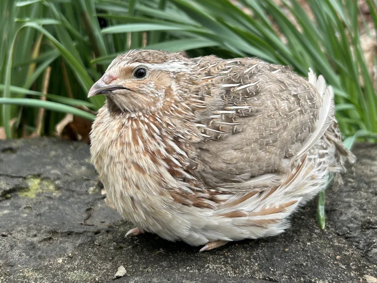 Assorted Coturnix Quail Eggs for Hatching — Thieving Otter Farm