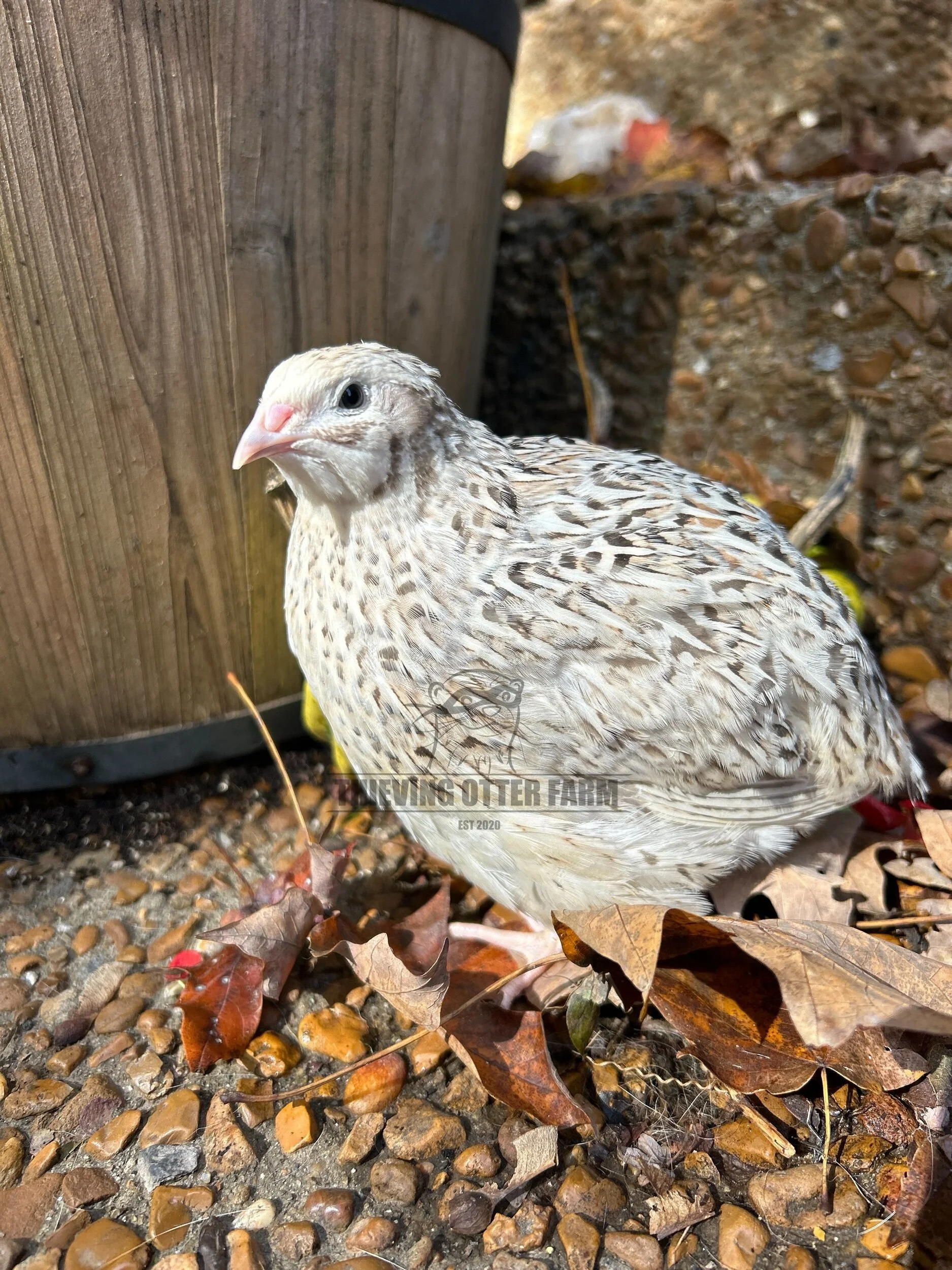 Live Birds — Thieving Otter Farm