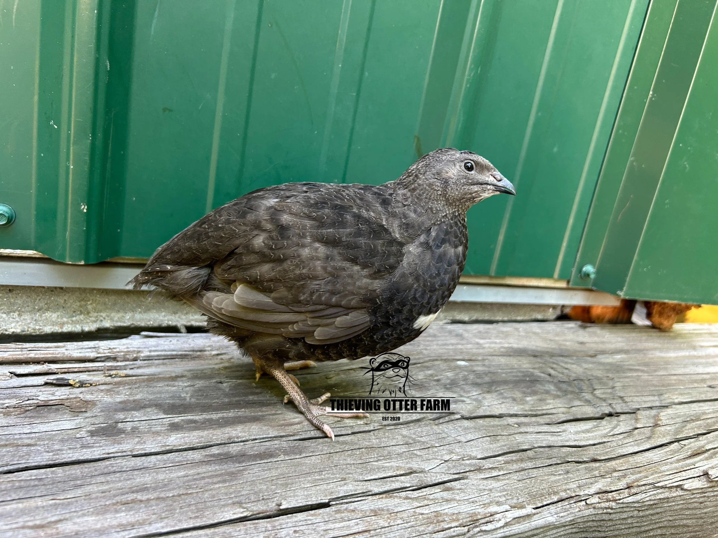 SUPER RARE - SPLASH COTURNIX QUAIL — Thieving Otter Farm