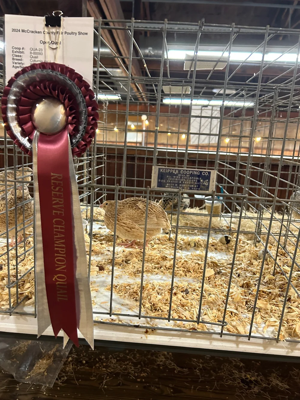 Jumbo Pansy Coturnix Quail Eggs for Hatching — Thieving Otter Farm