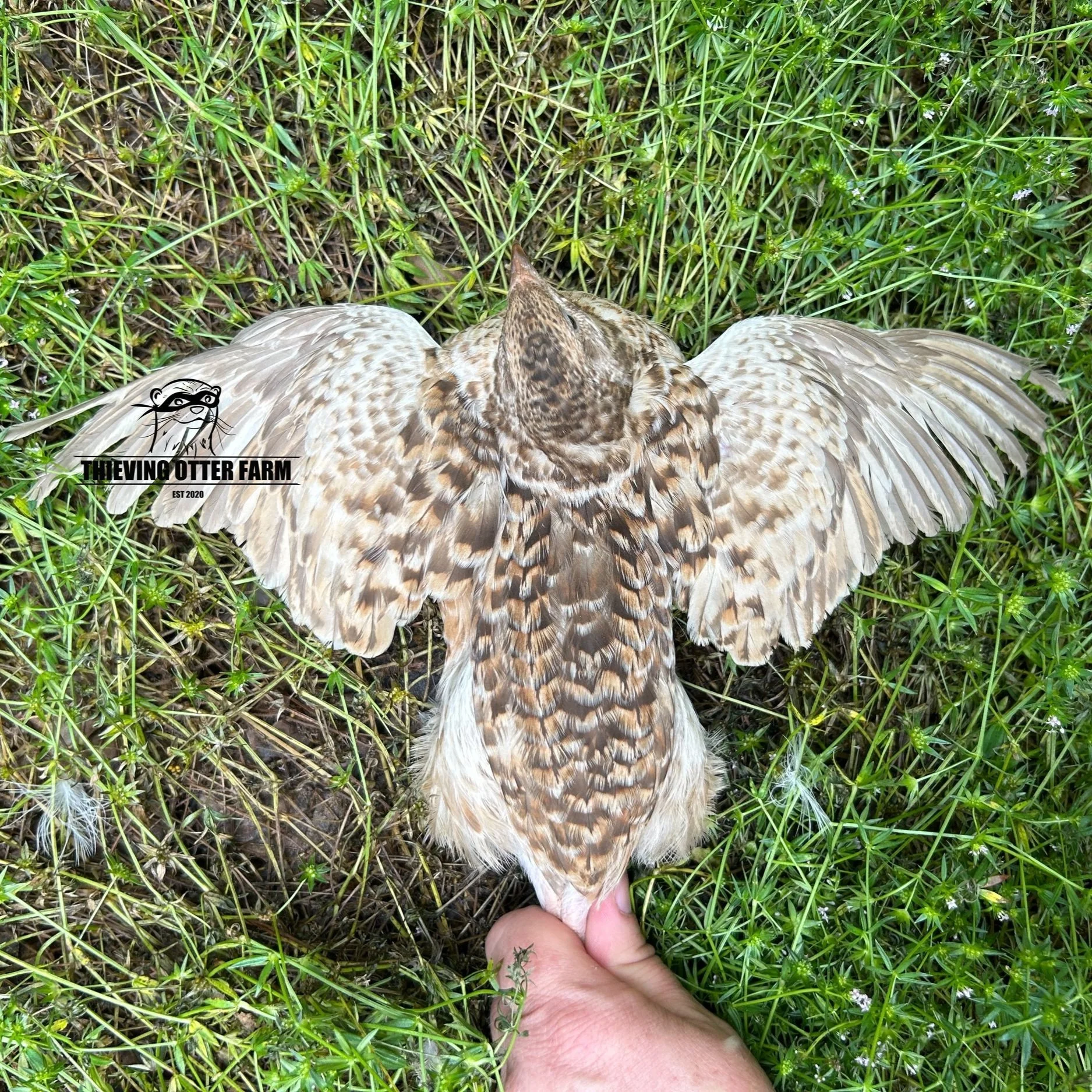 Jumbo Pansy Coturnix Quail Eggs for Hatching — Thieving Otter Farm