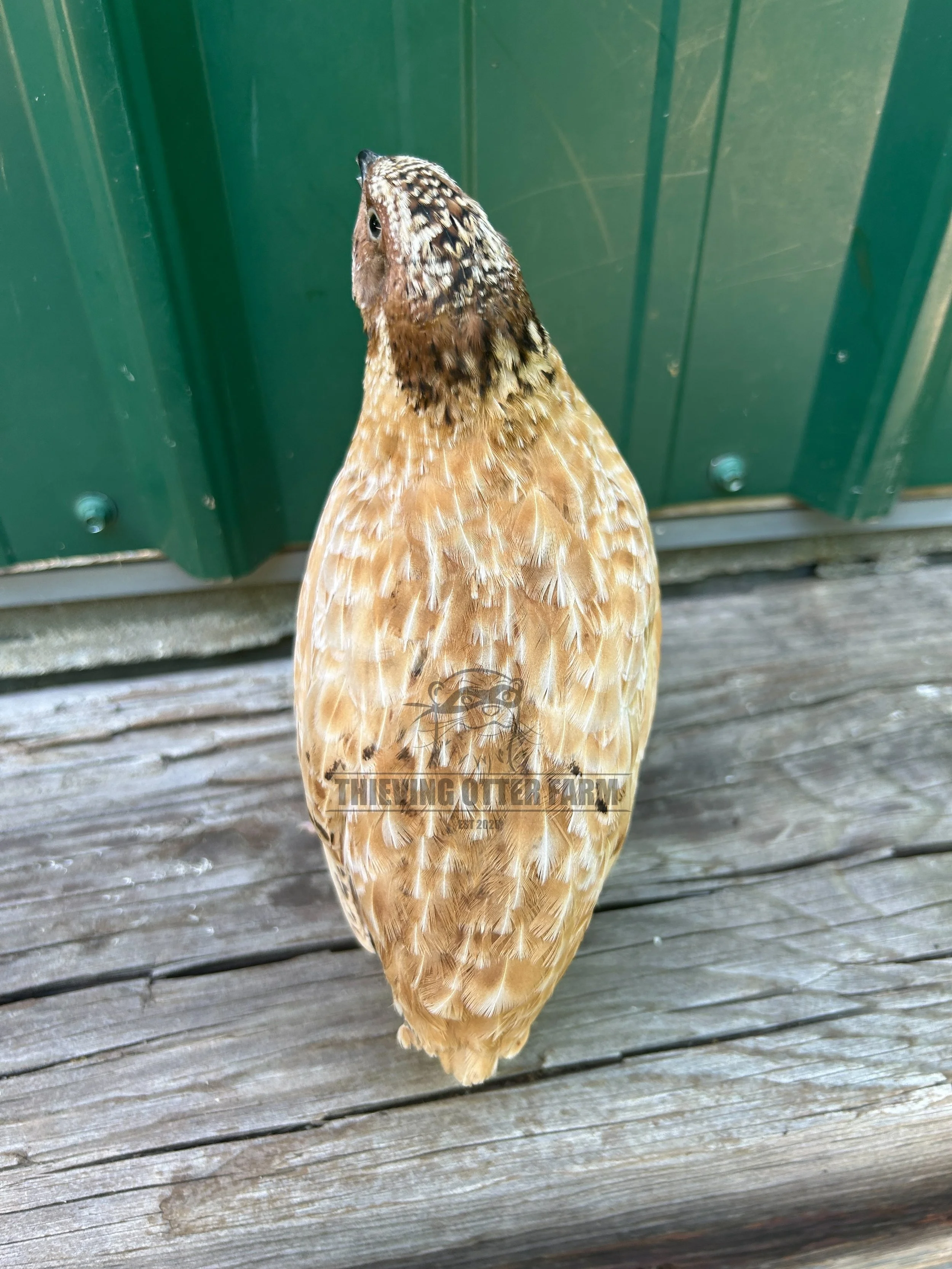 Jumbo Brown Coturnix Quail Hatching Eggs for Sale — Thieving Otter Farm