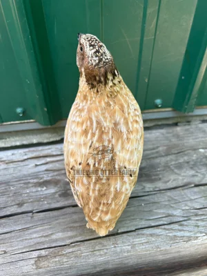 Jumbo Pansy Coturnix Quail Eggs for Hatching — Thieving Otter Farm