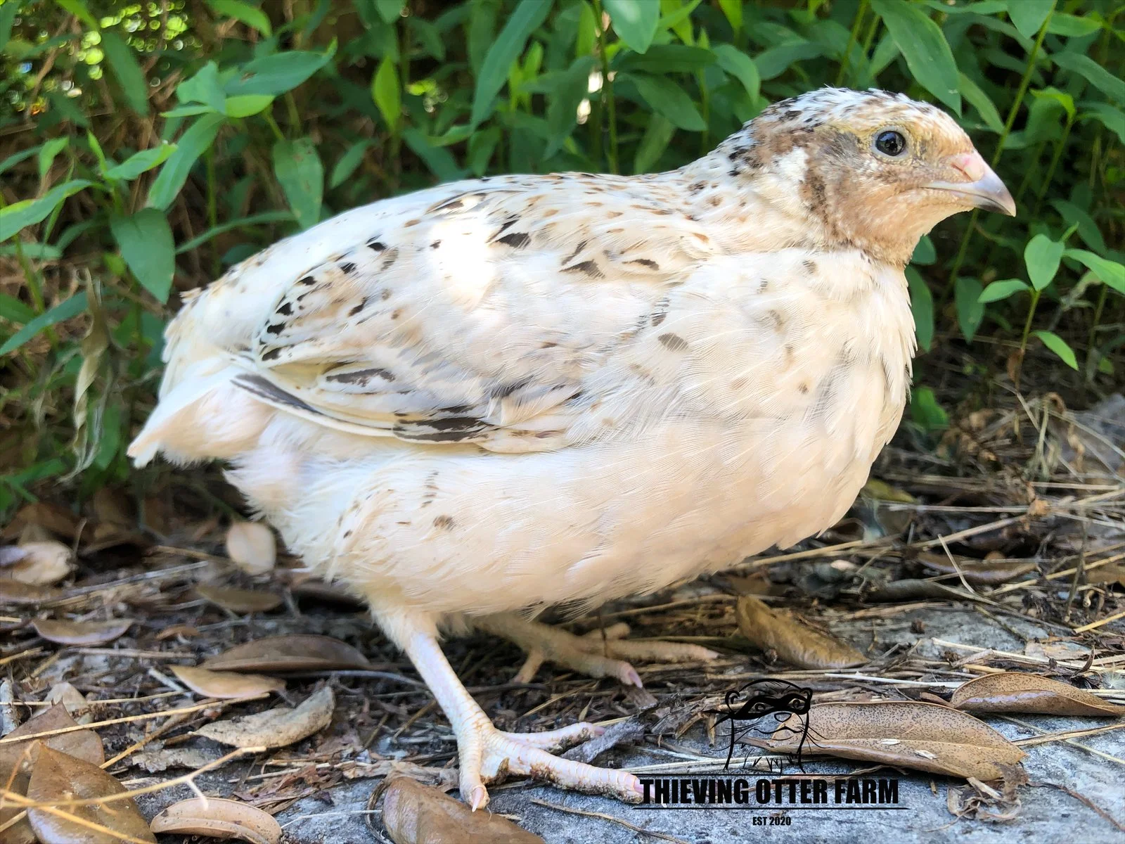 Coturnix Quail — Thieving Otter Farm