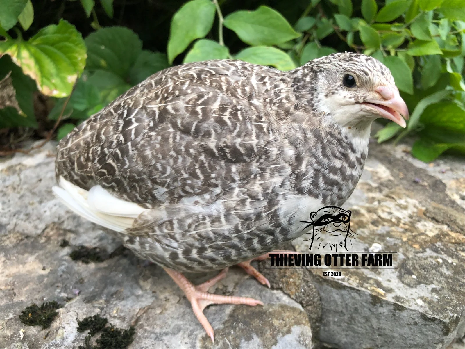 Coturnix Quail — Thieving Otter Farm