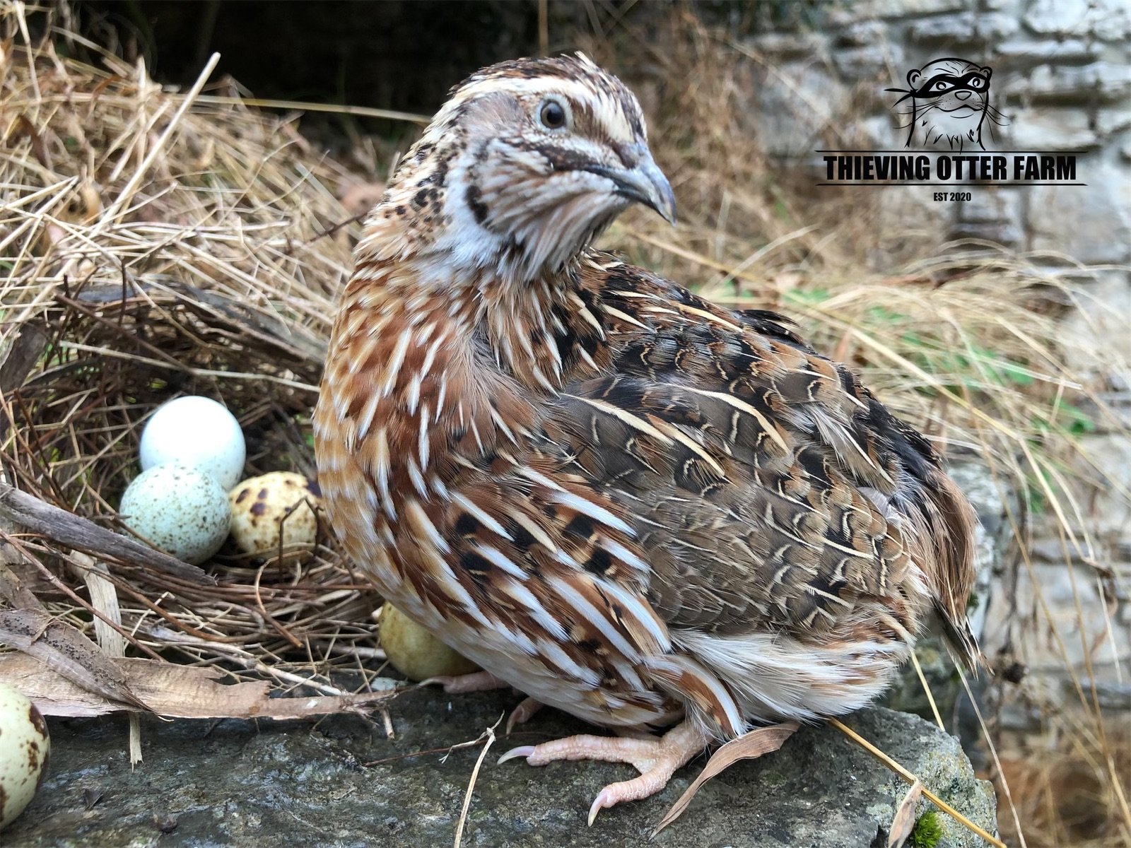 Coturnix Quail — Thieving Otter Farm