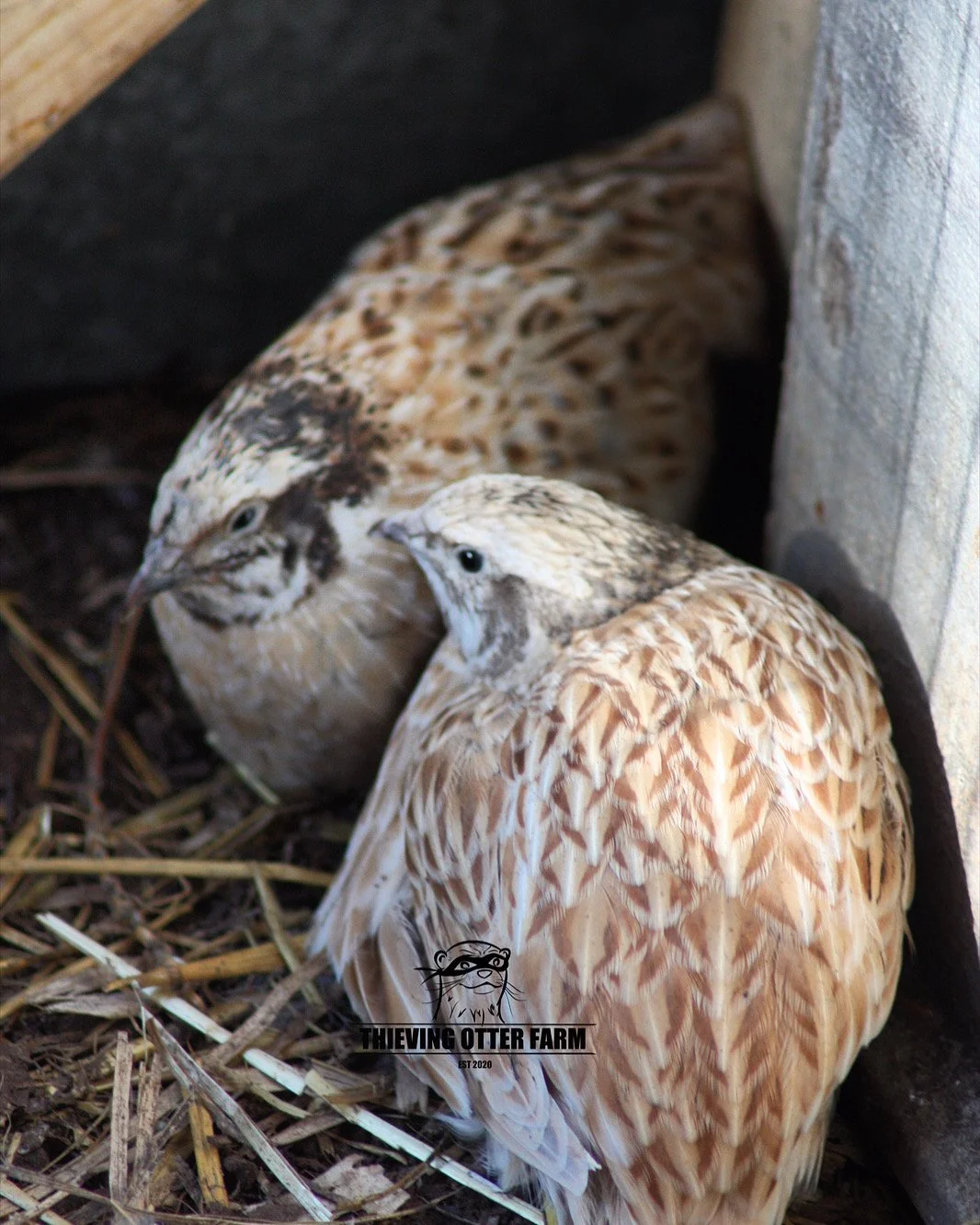 Coturnix Quail — Thieving Otter Farm
