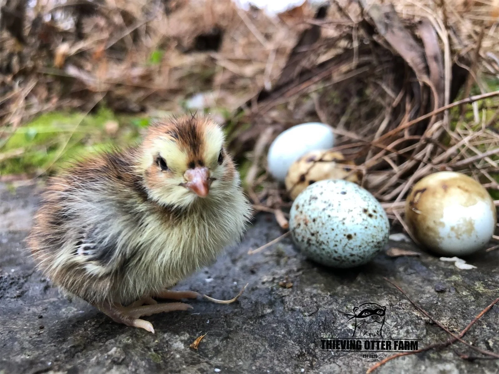 Coturnix Quail — Thieving Otter Farm