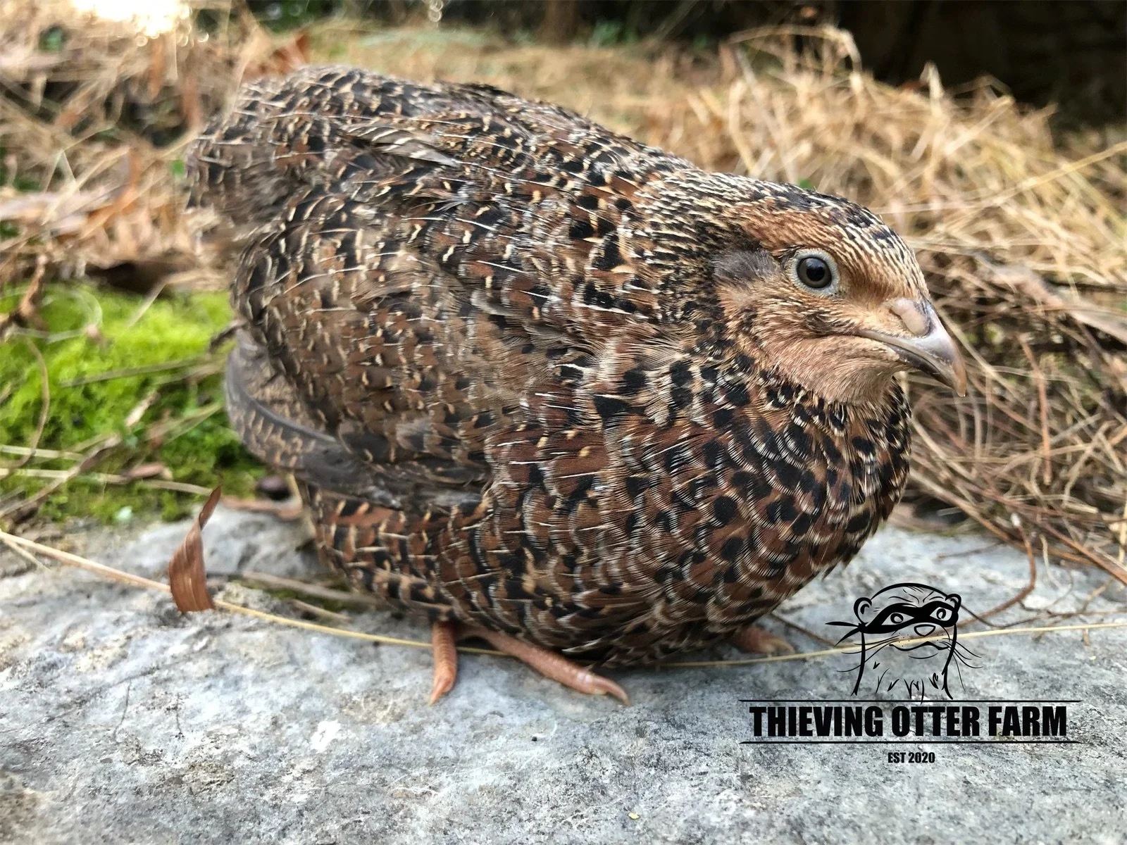 Coturnix Quail — Thieving Otter Farm