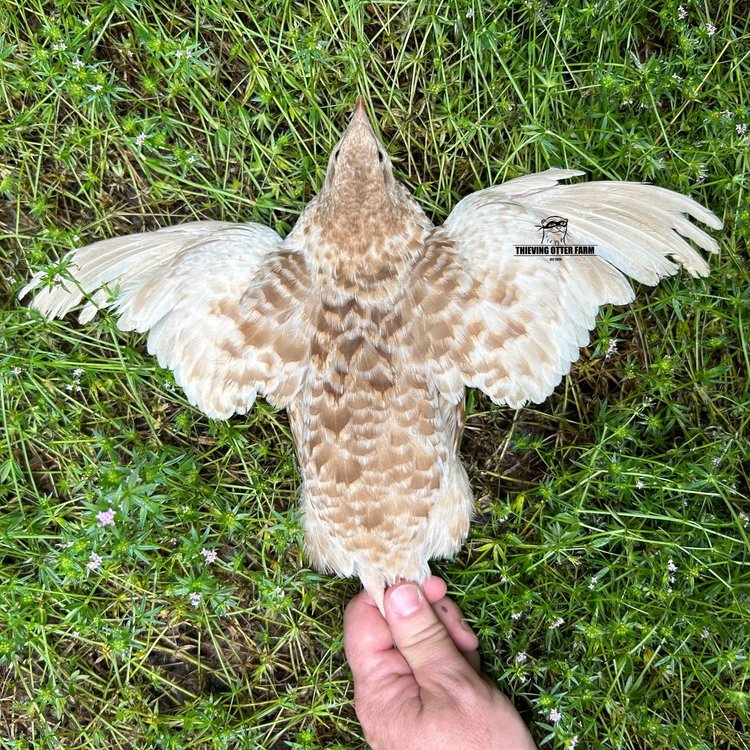 Jumbo Brown Coturnix Quail Hatching Eggs for Sale — Thieving Otter Farm