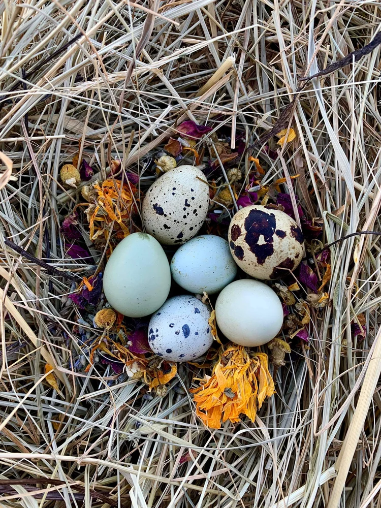 Coturnix Quail — Thieving Otter Farm