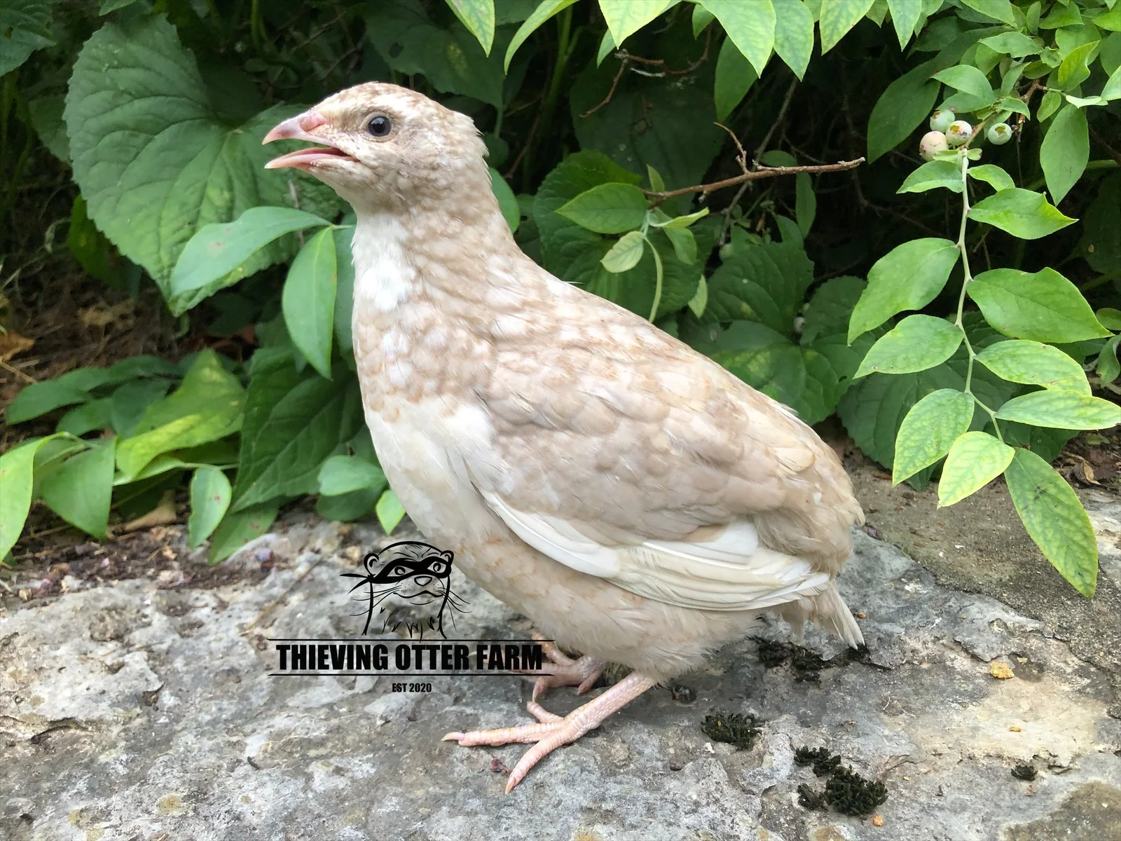 Coturnix Quail — Thieving Otter Farm