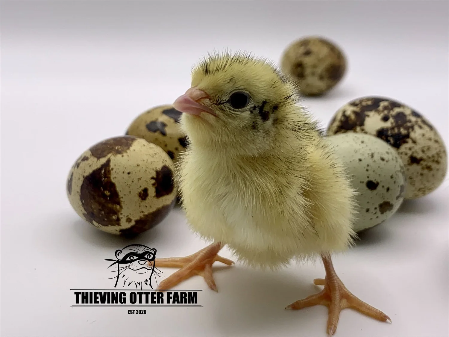 Jumbo Brown Coturnix Quail Hatching Eggs for Sale — Thieving Otter Farm