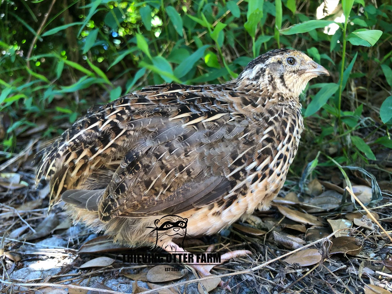 Coturnix Quail — Thieving Otter Farm