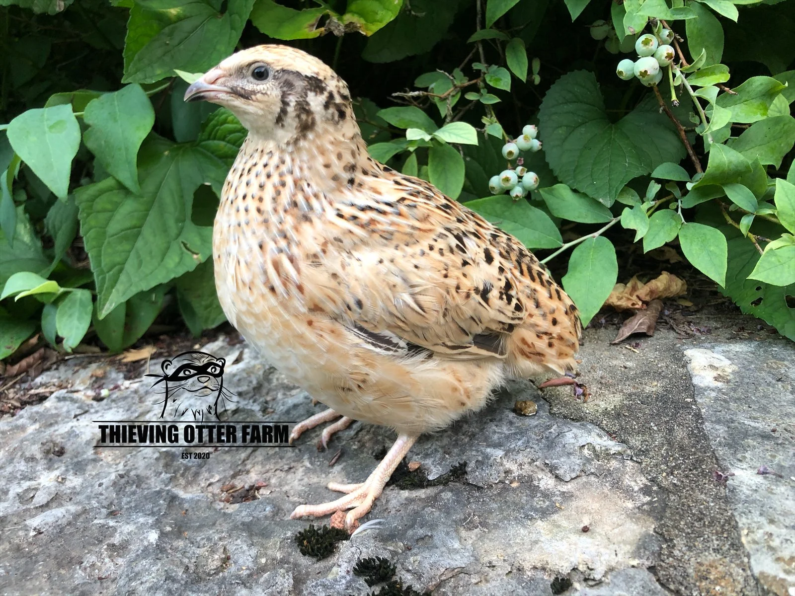 Coturnix Quail — Thieving Otter Farm