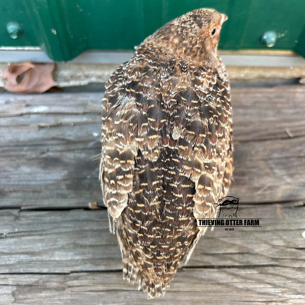 Jumbo Brown Coturnix Quail Hatching Eggs for Sale — Thieving Otter Farm