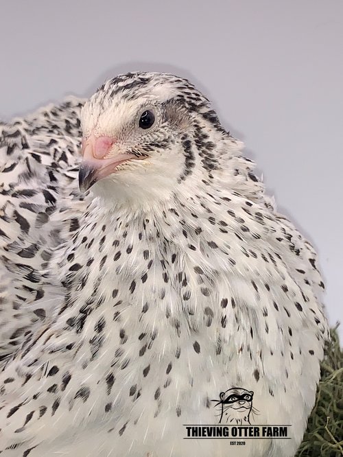 Jumbo Pansy Coturnix Quail Eggs for Hatching — Thieving Otter Farm