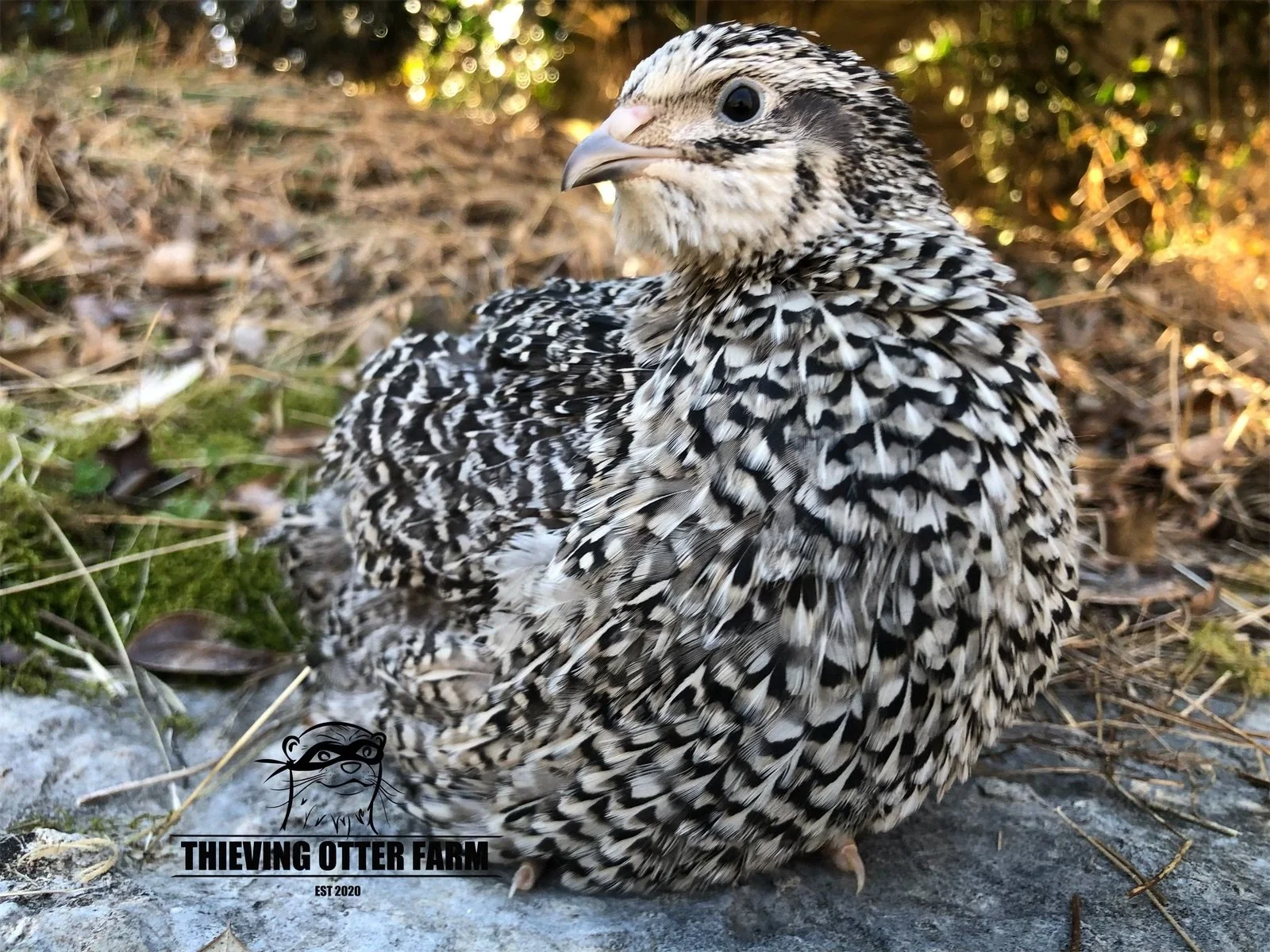 Coturnix Quail — Thieving Otter Farm