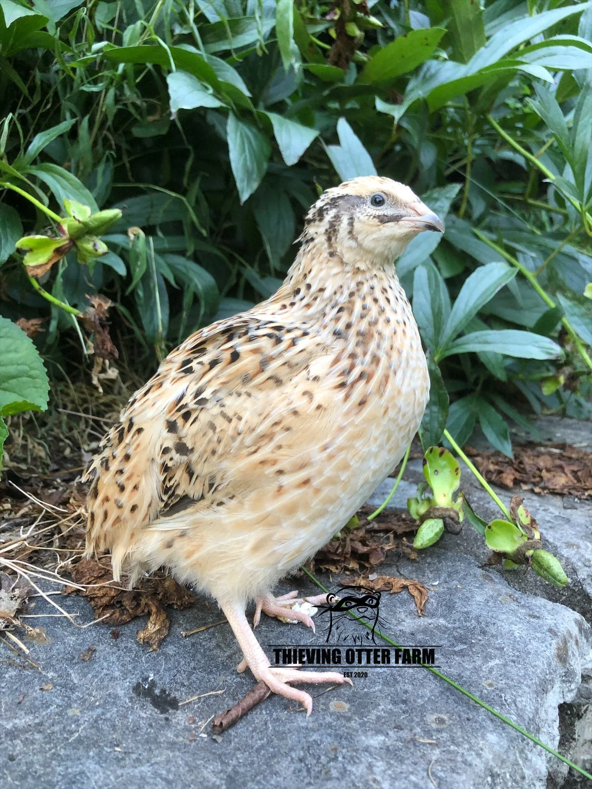 Coturnix Quail — Thieving Otter Farm