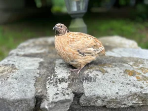 Jumbo Pansy Coturnix Quail Eggs for Hatching — Thieving Otter Farm