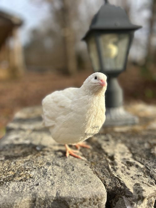 Jumbo Pansy Coturnix Quail Eggs for Hatching — Thieving Otter Farm