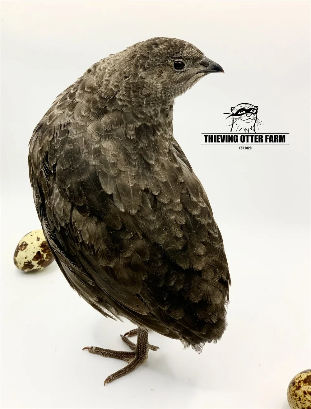 Black Coturnix Quail — Thieving Otter Farm
