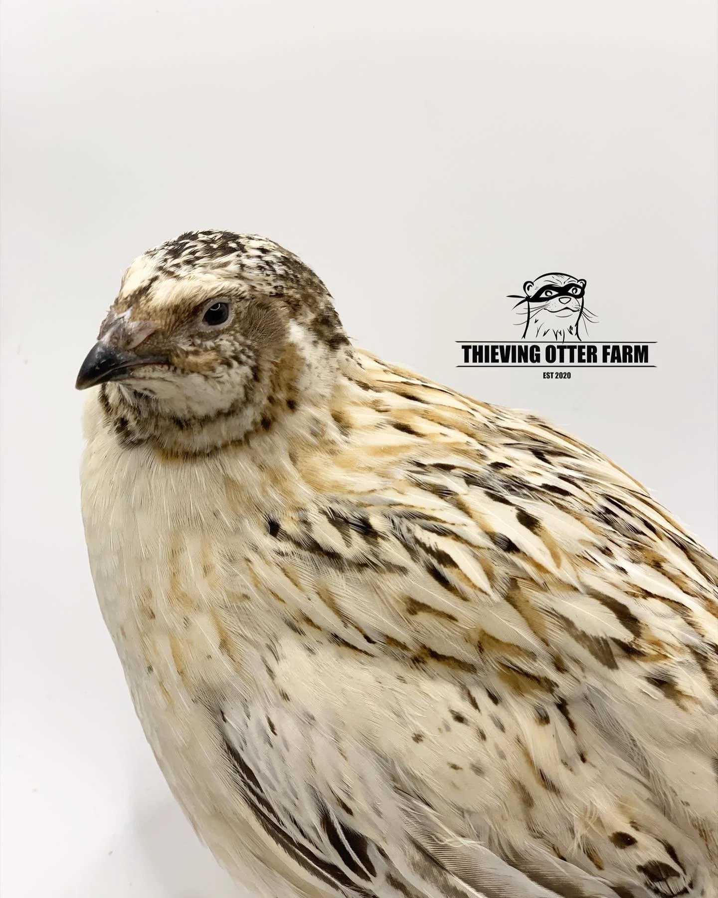 Coturnix Quail — Thieving Otter Farm
