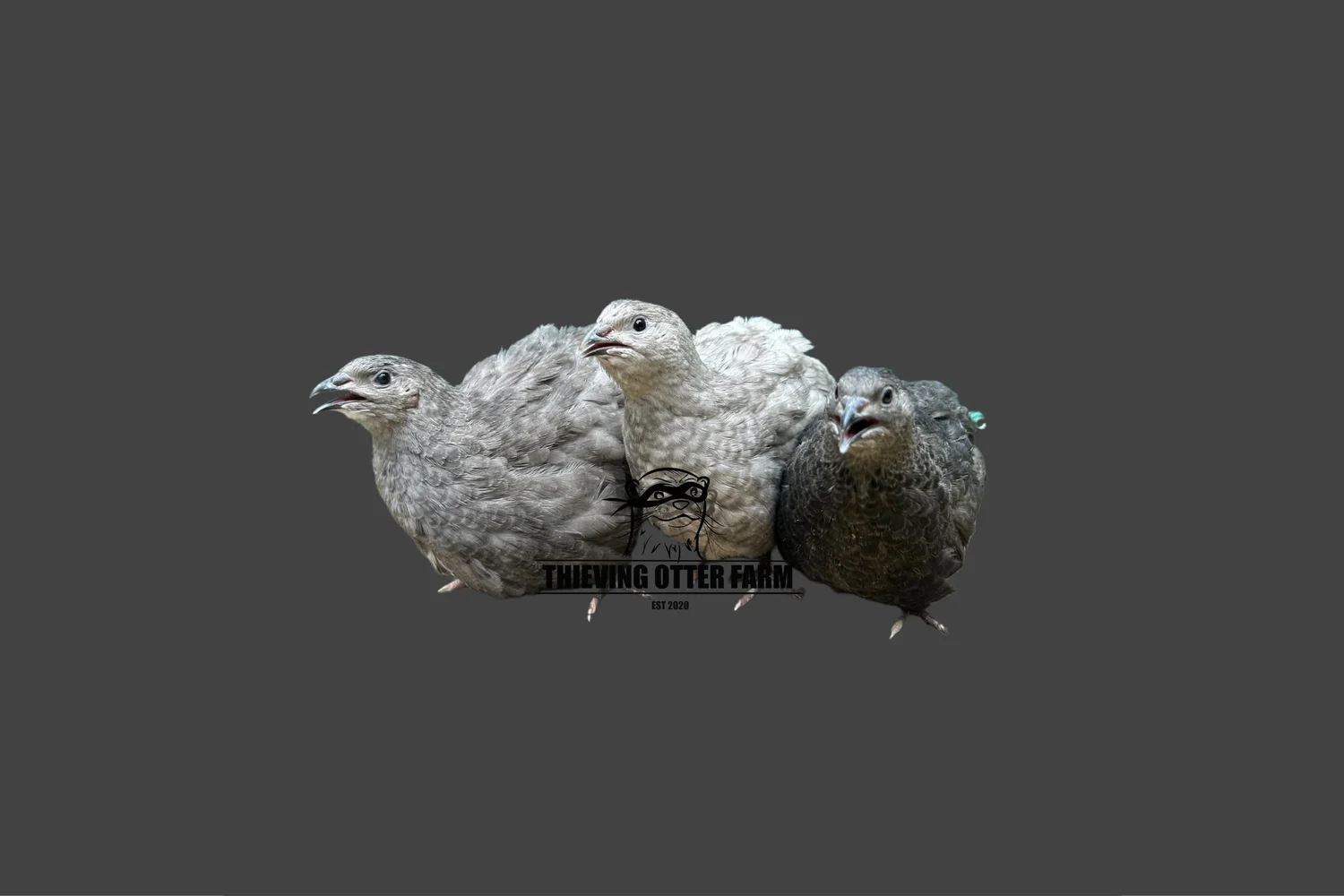 SUPER RARE - SPLASH COTURNIX QUAIL — Thieving Otter Farm