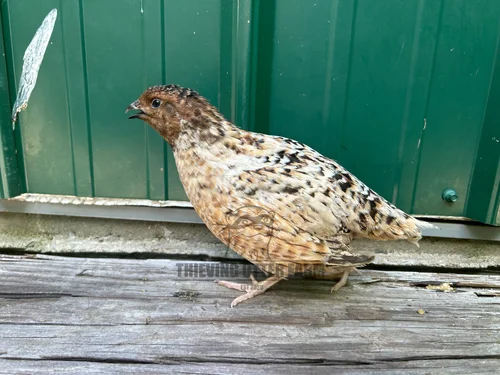 Jumbo Pansy Coturnix Quail Eggs for Hatching — Thieving Otter Farm