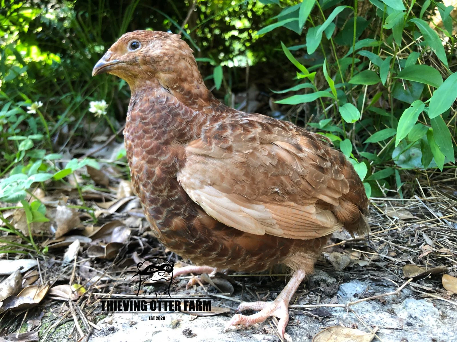 Coturnix Quail — Thieving Otter Farm