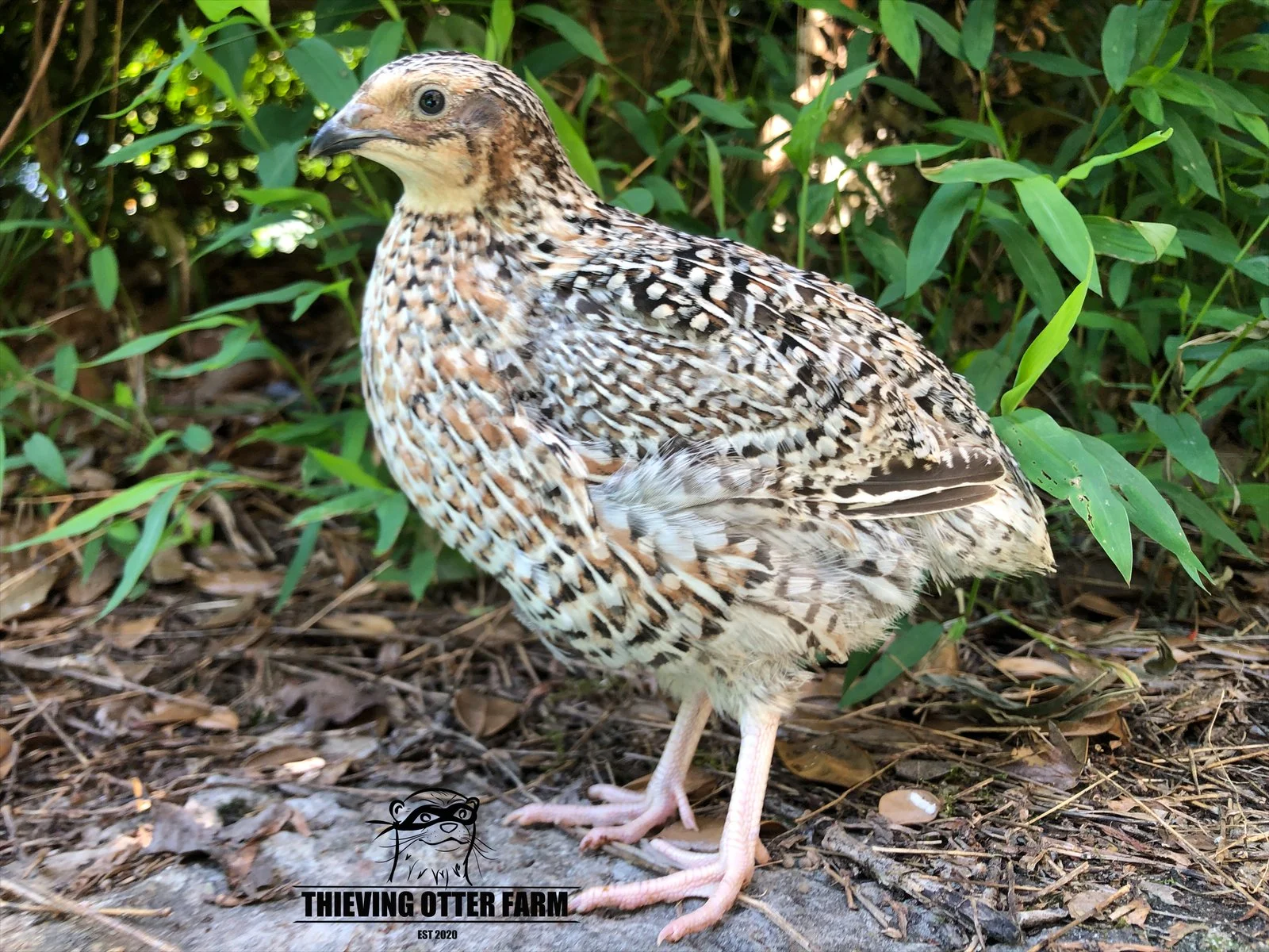 Coturnix Quail — Thieving Otter Farm