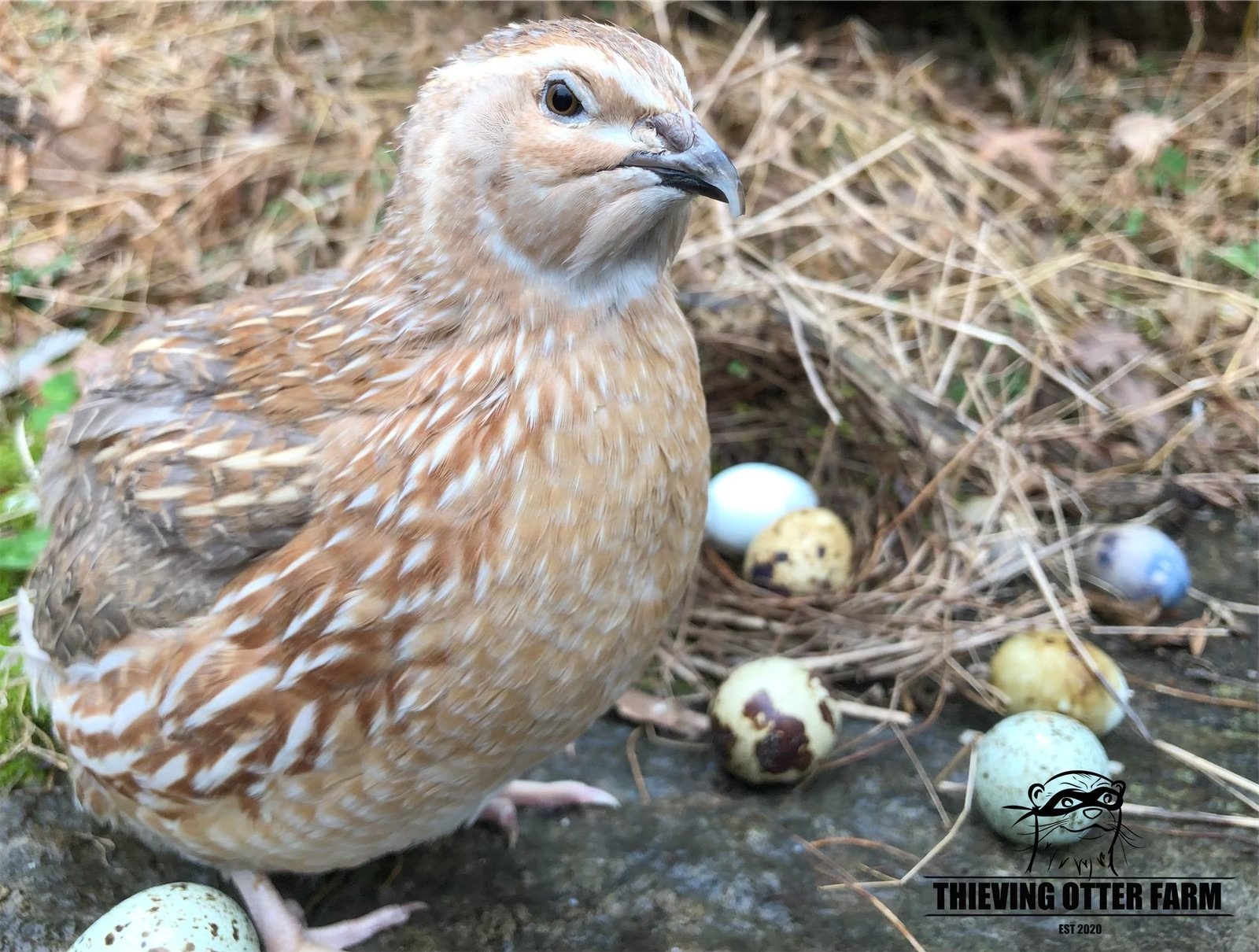 Coturnix Quail — Thieving Otter Farm