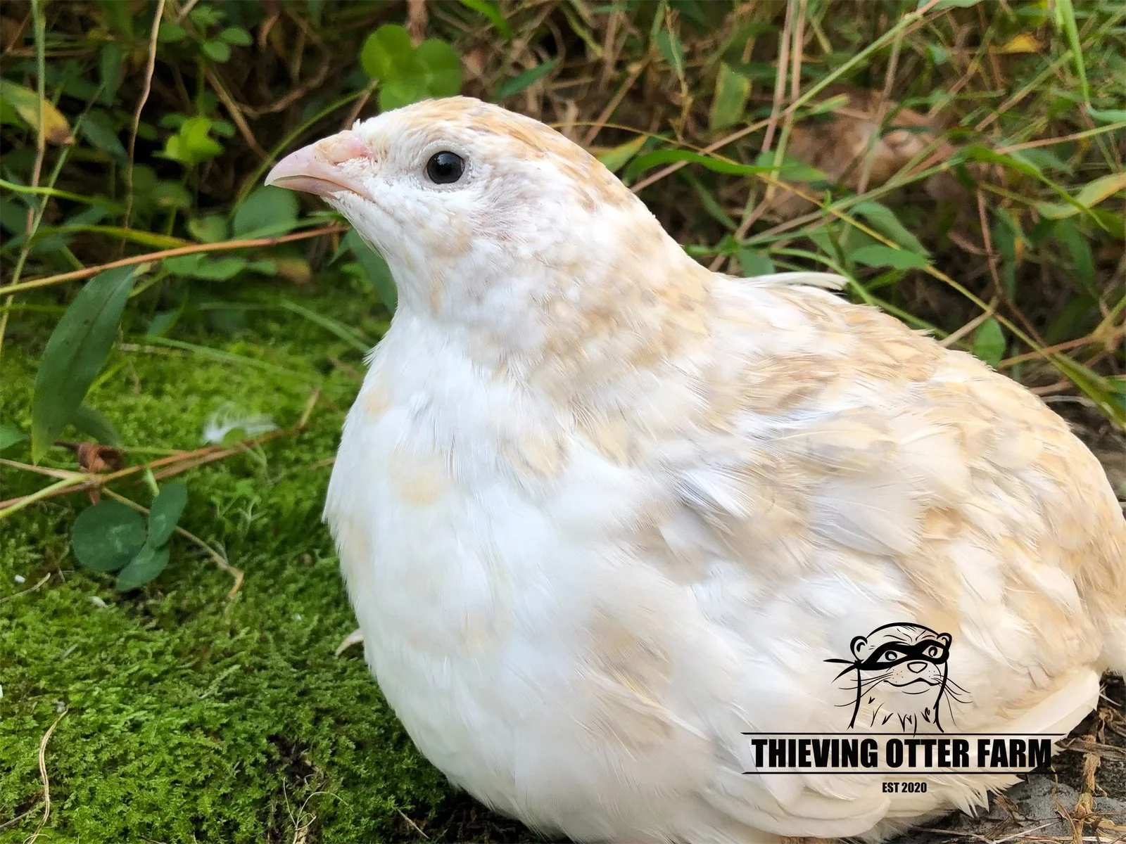 Coturnix Quail — Thieving Otter Farm