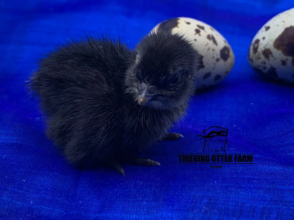 Black Coturnix Quail — Thieving Otter Farm