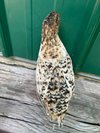 Jumbo Pansy Coturnix Quail Eggs for Hatching — Thieving Otter Farm