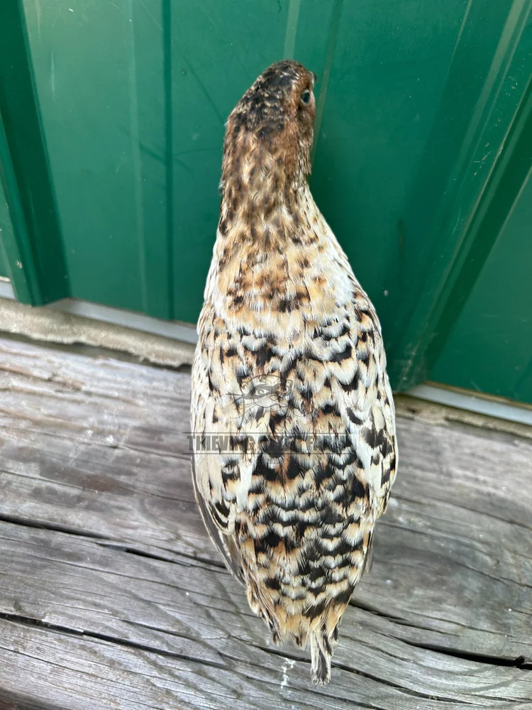 Jumbo Brown Coturnix Quail Hatching Eggs for Sale — Thieving Otter Farm