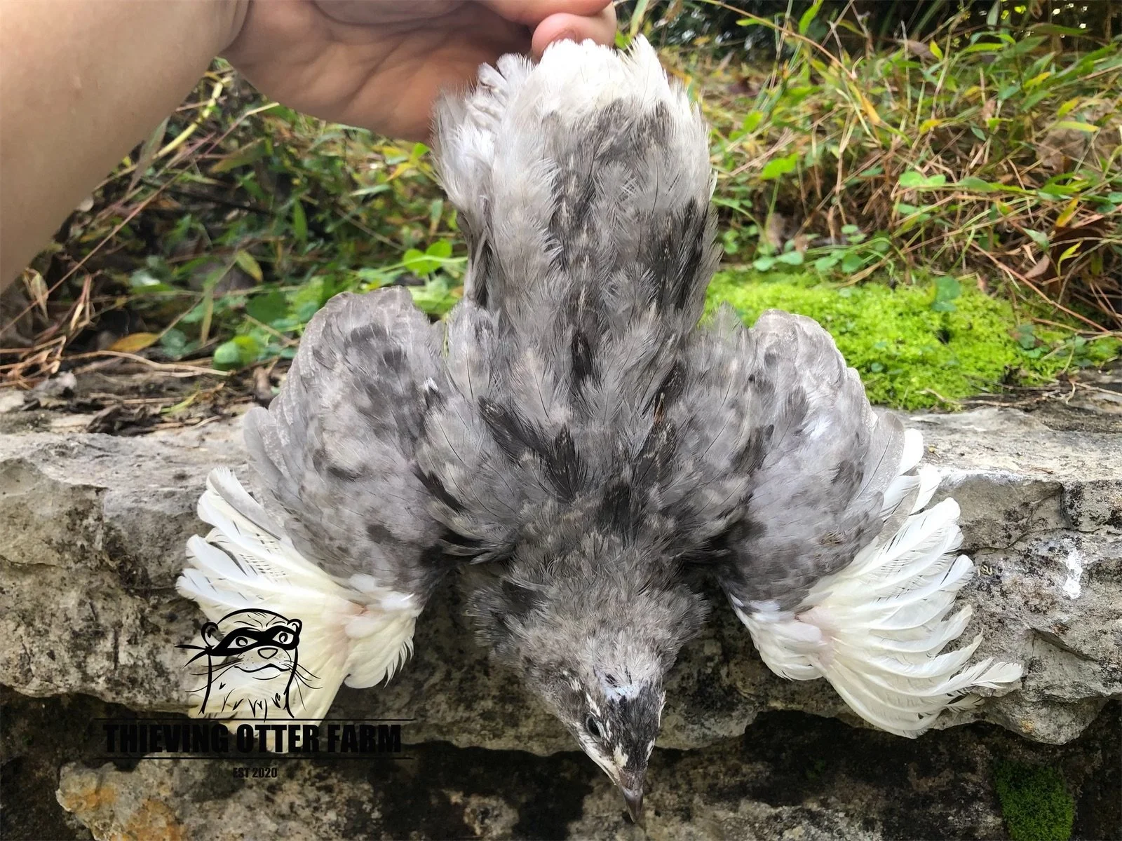 Coturnix Quail — Thieving Otter Farm