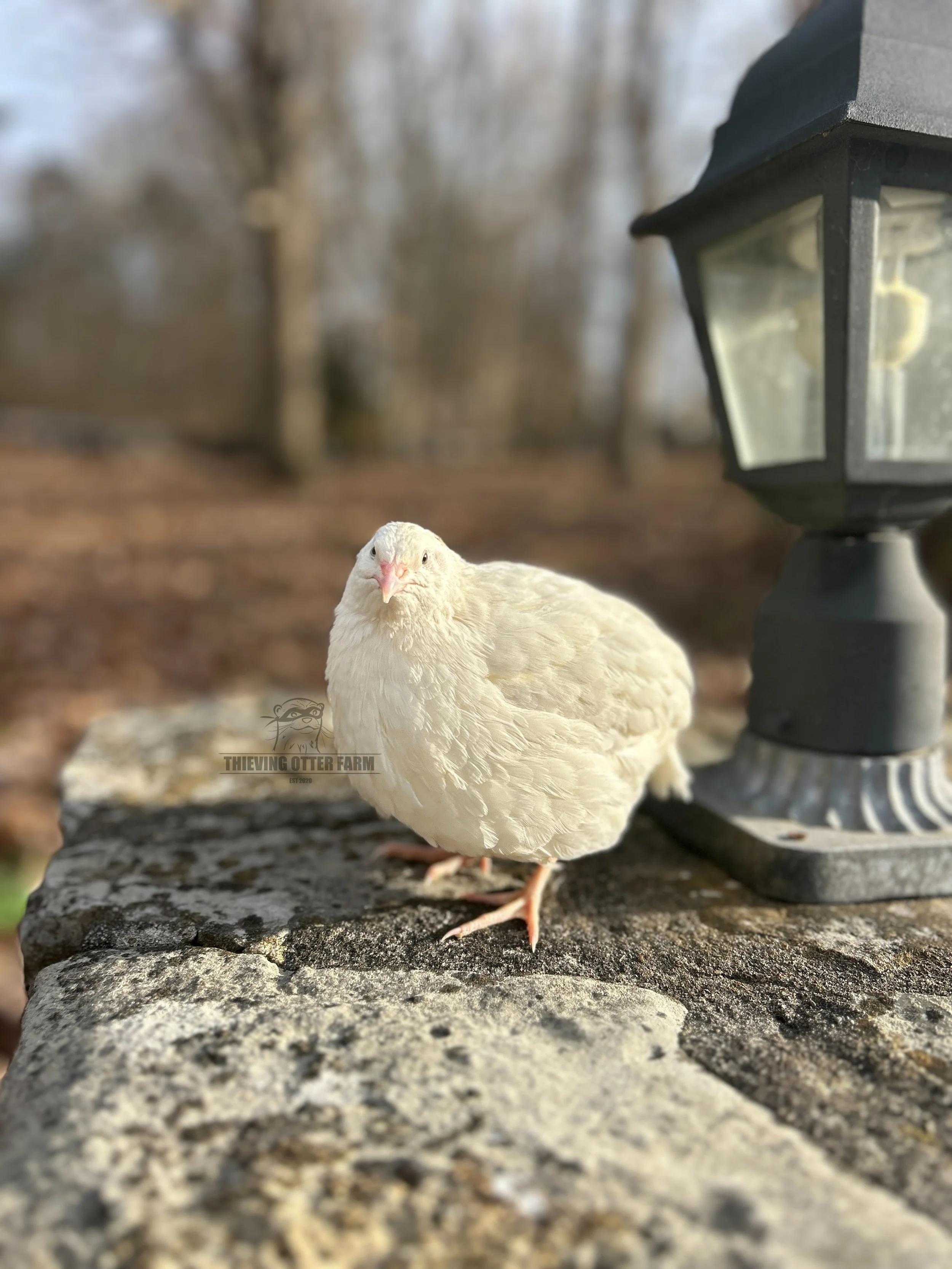 Jumbo Brown Coturnix Quail Hatching Eggs for Sale — Thieving Otter Farm