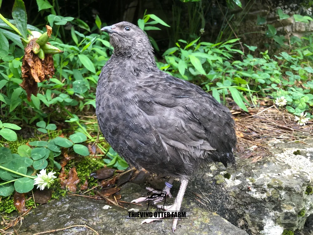 Black Coturnix Quail — Thieving Otter Farm