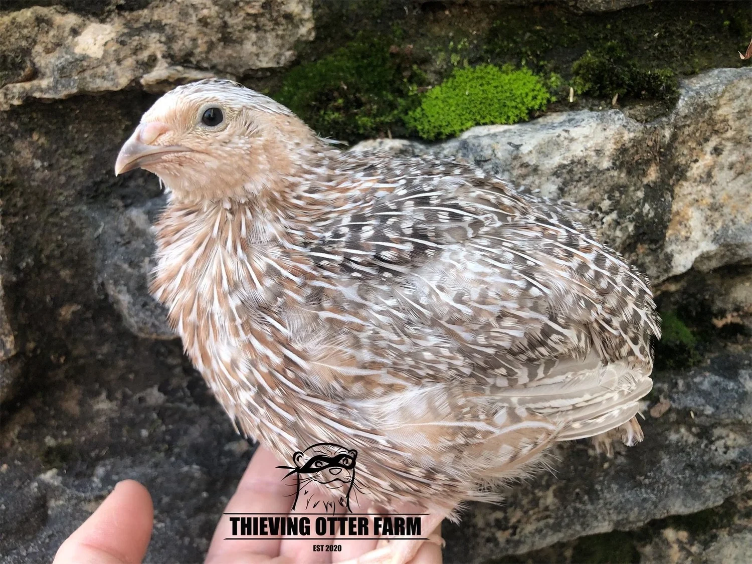 Coturnix Quail — Thieving Otter Farm