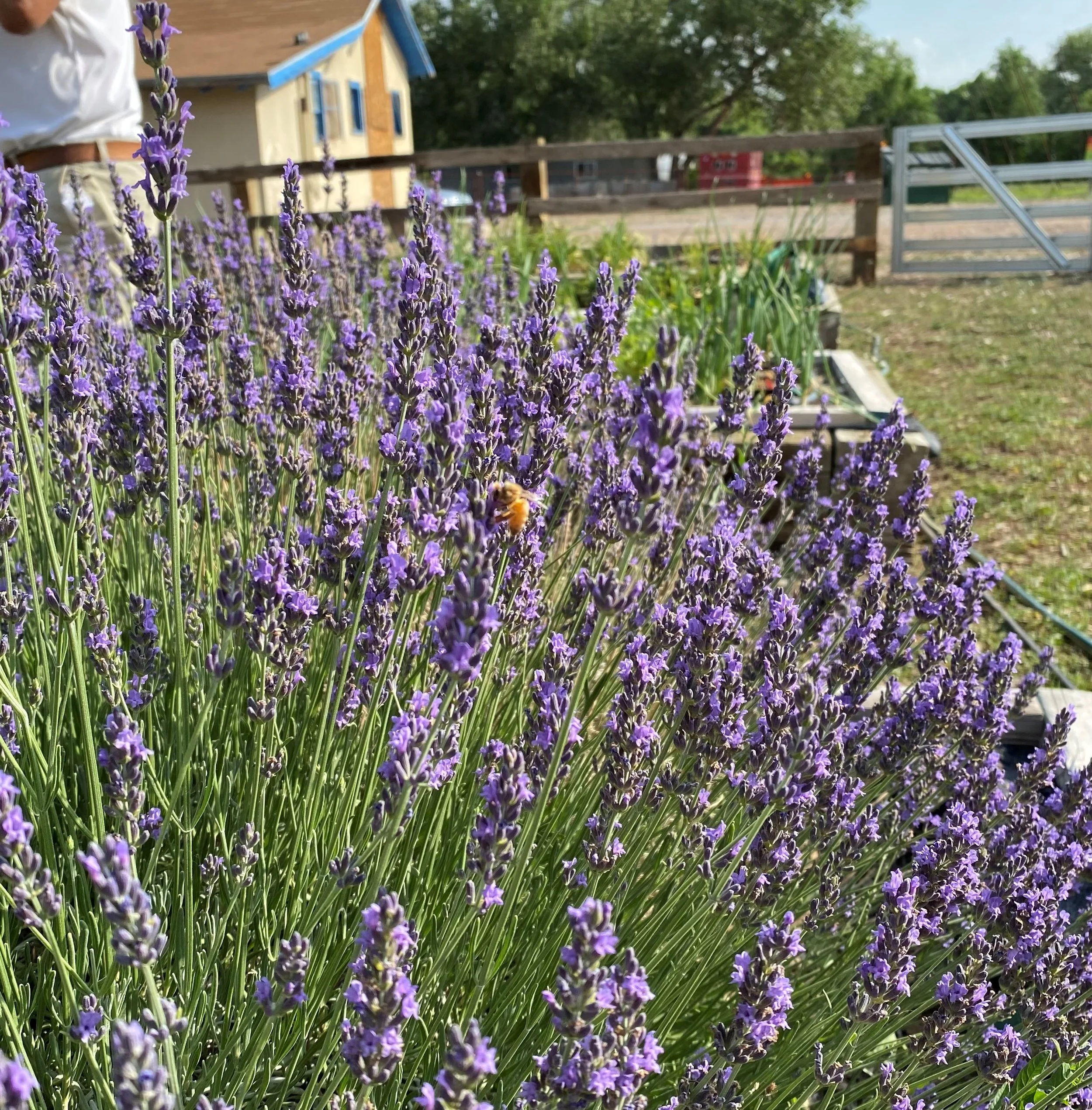 Agri Workshops — The Village of Los Ranchos de Albuquerque