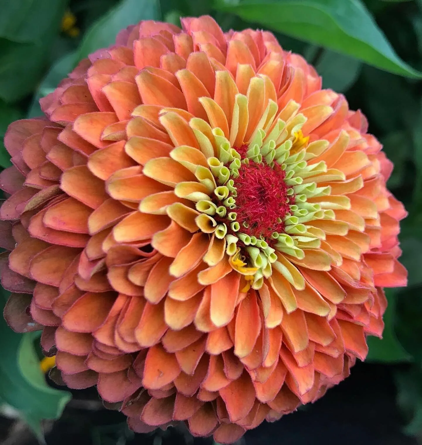 Harvest Home Flowers