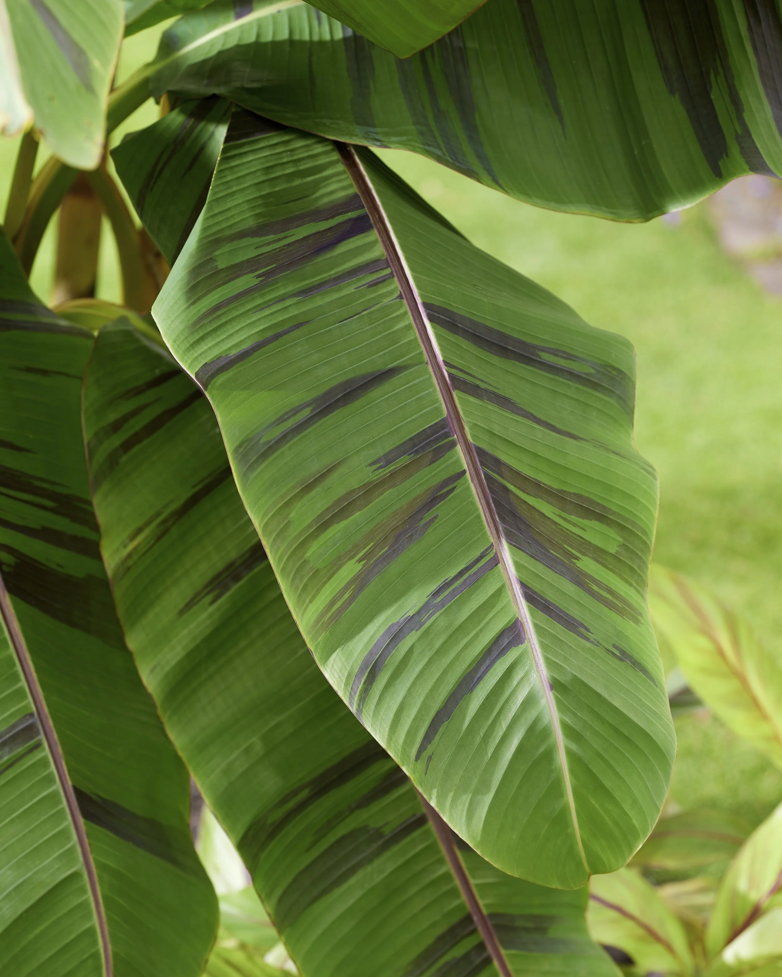 General 2 — Green Trade Horticulture
