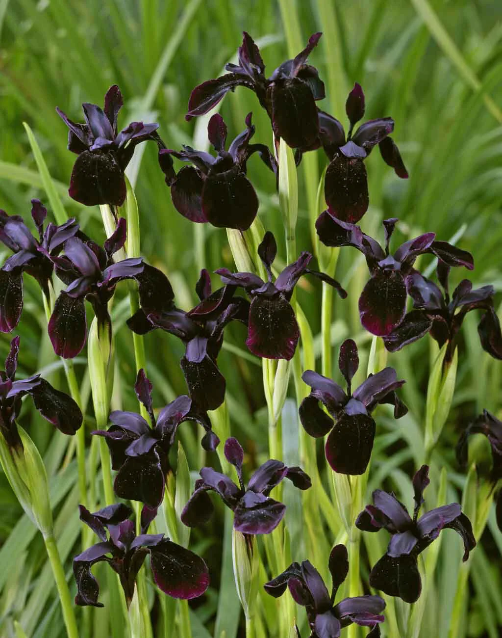 Iris 'Black Form' — Green Trade Horticulture
